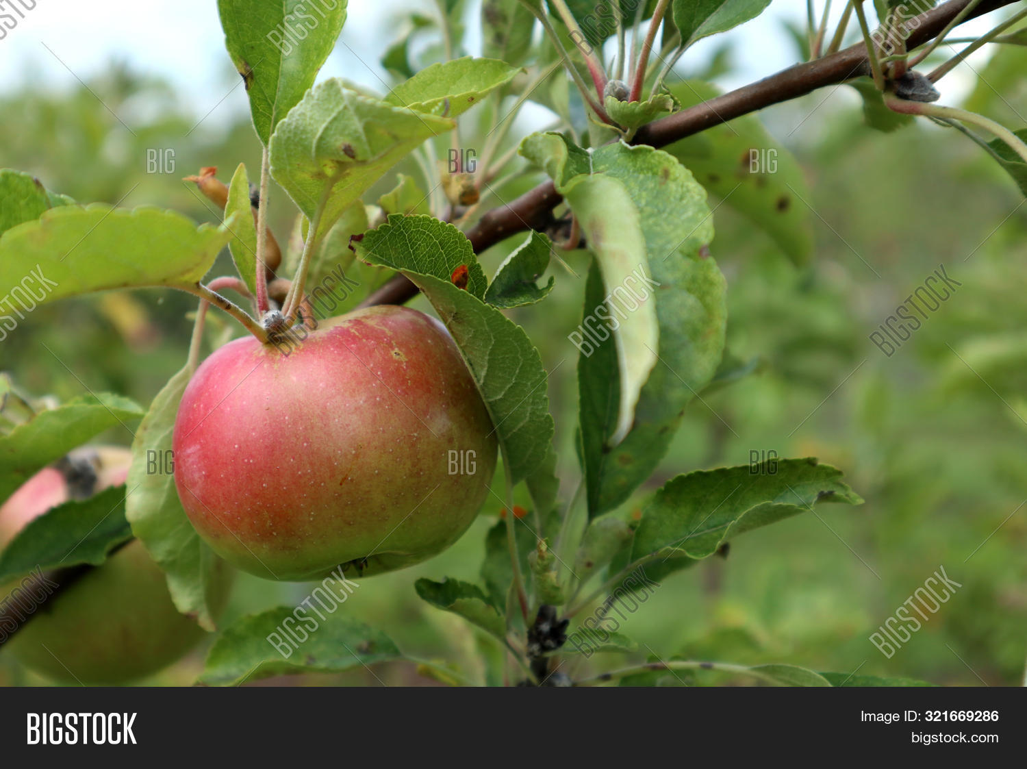 Image Apples Natural Image & Photo (Free Trial) | Bigstock