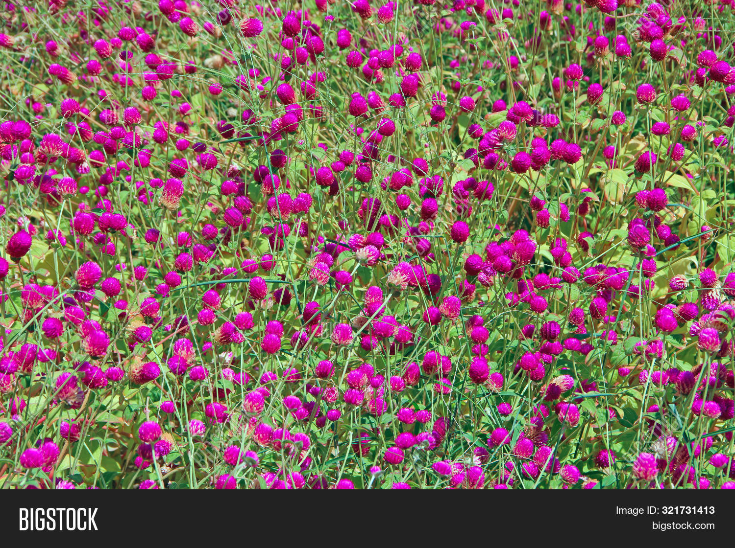 Flowers Red Clover Image & Photo (Free Trial) | Bigstock