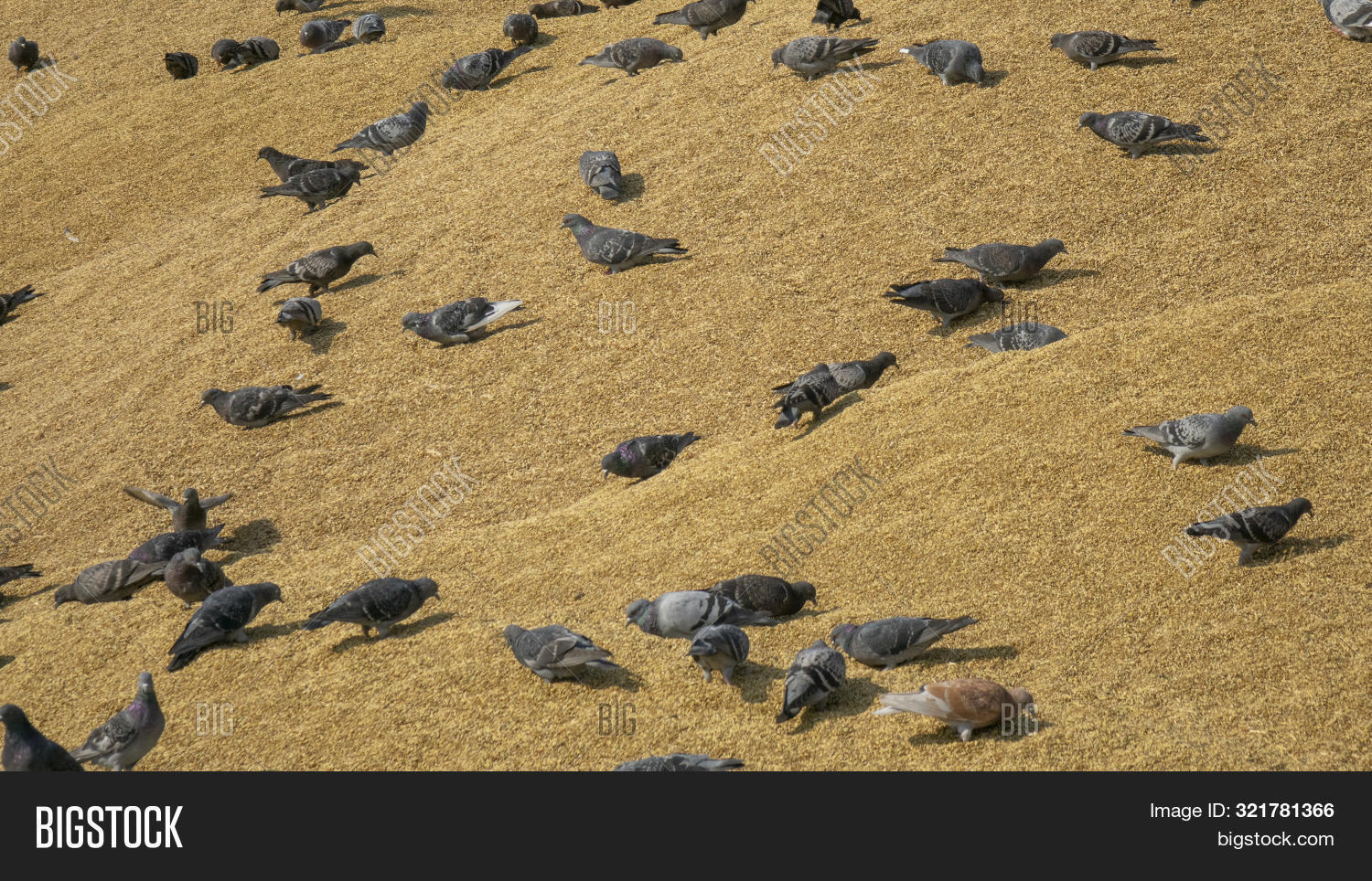 Grain-eating Pigeons. Image & Photo (Free Trial) | Bigstock