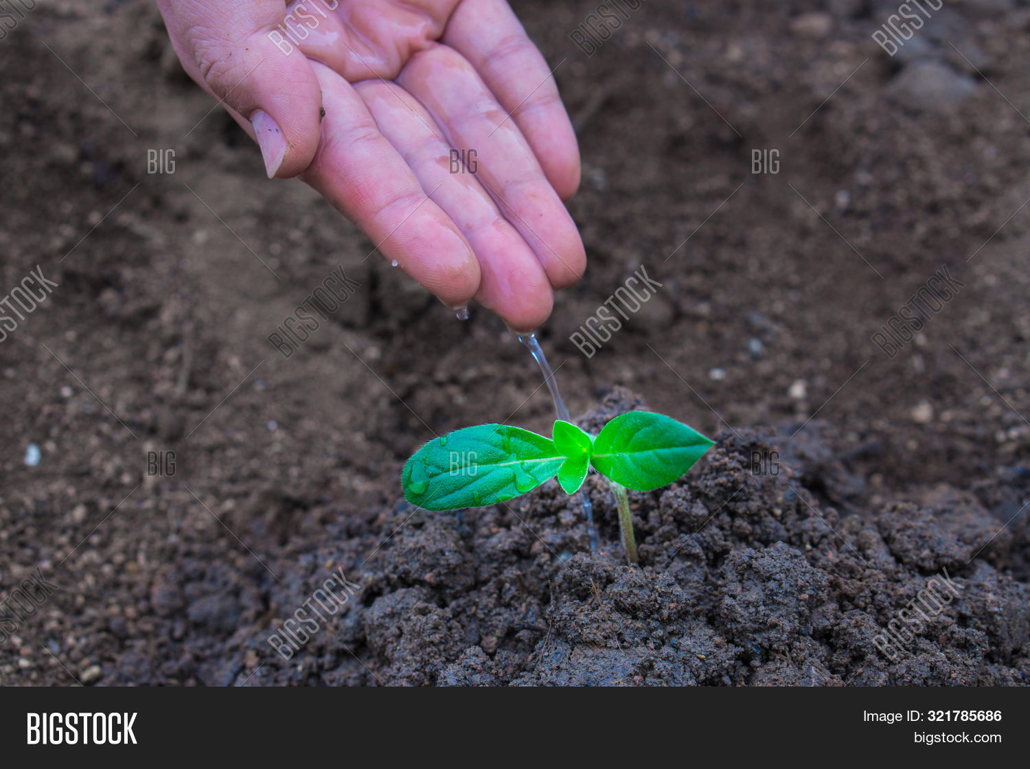 Female Hand Watering Image & Photo (Free Trial) | Bigstock