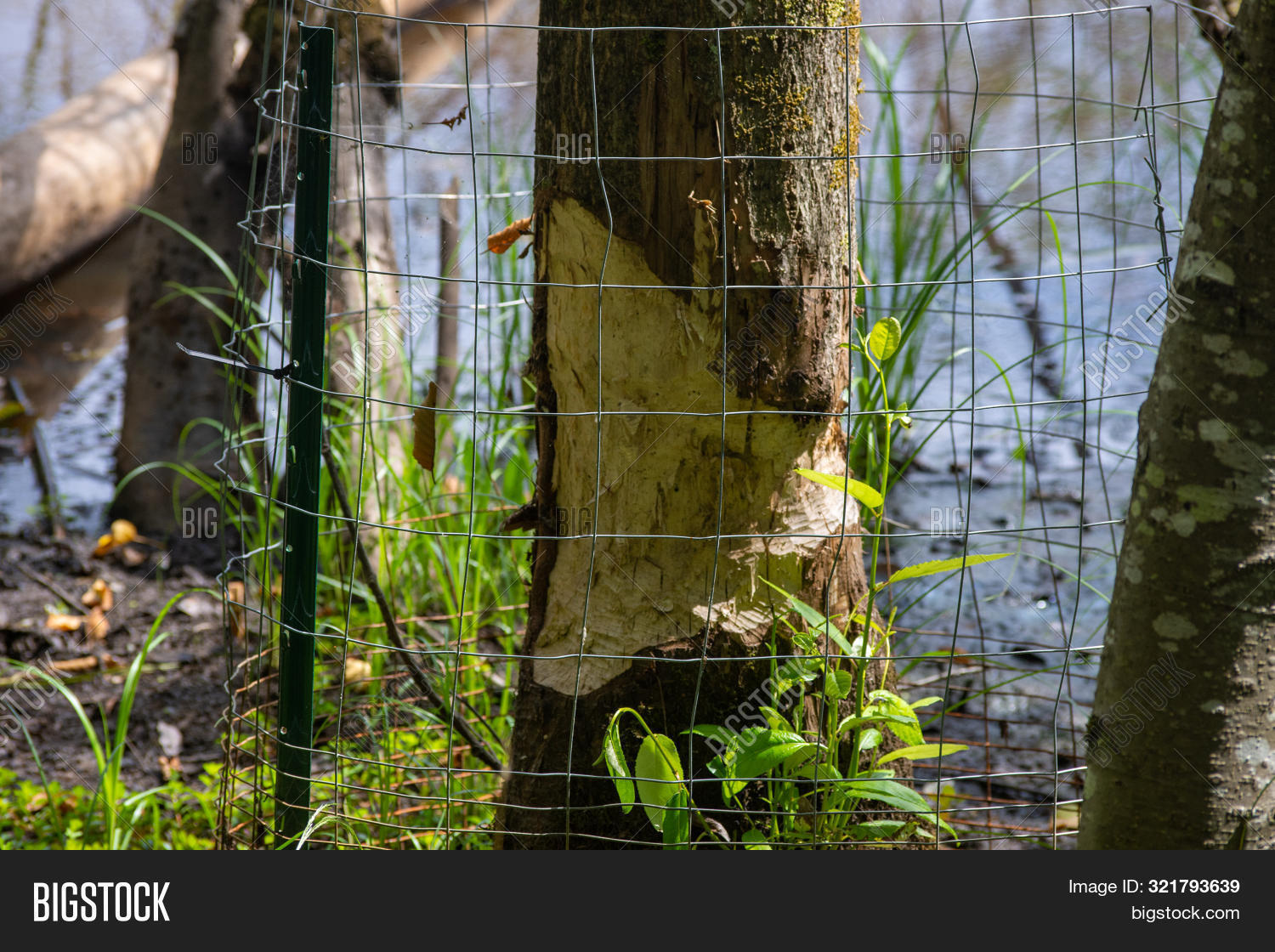 Fence Protecting Tree Image & Photo (Free Trial) | Bigstock