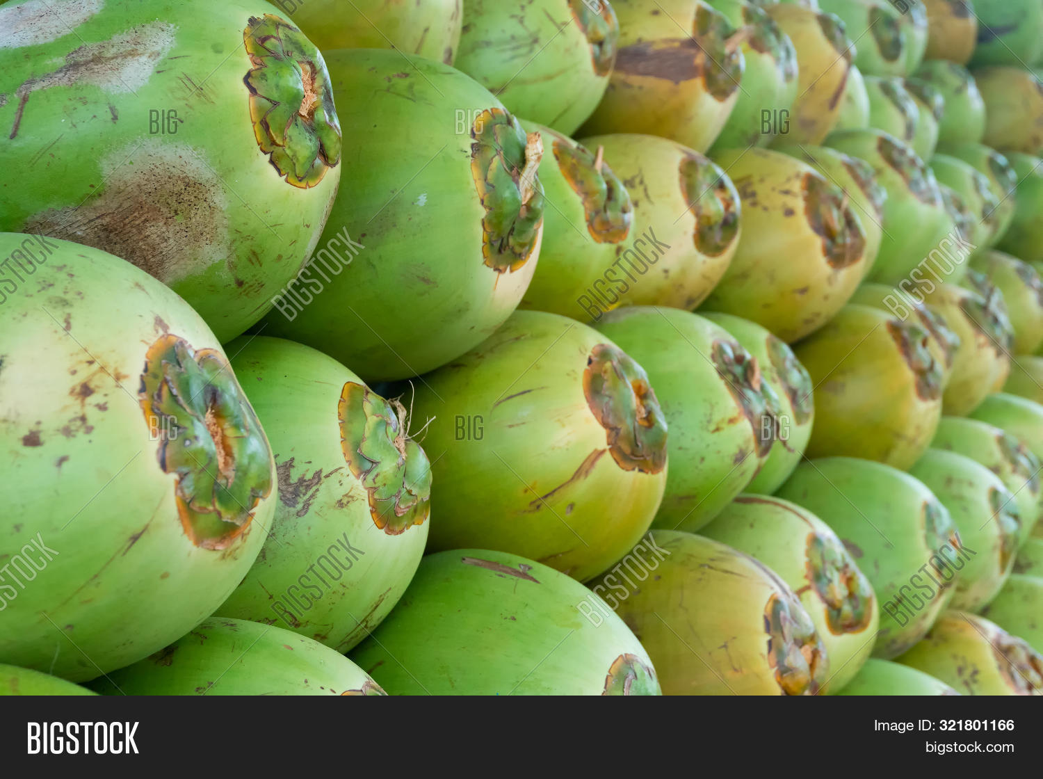 Series Green Coconut Image & Photo (Free Trial) | Bigstock