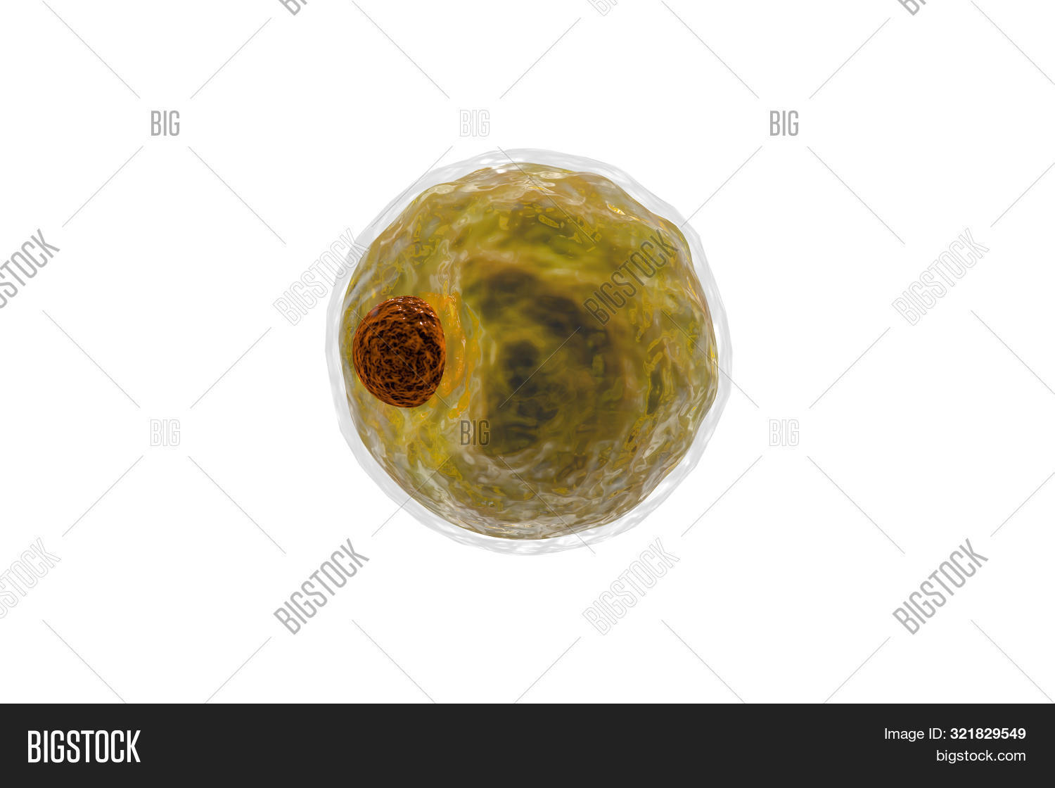Healthy White Human Image & Photo (Free Trial) | Bigstock