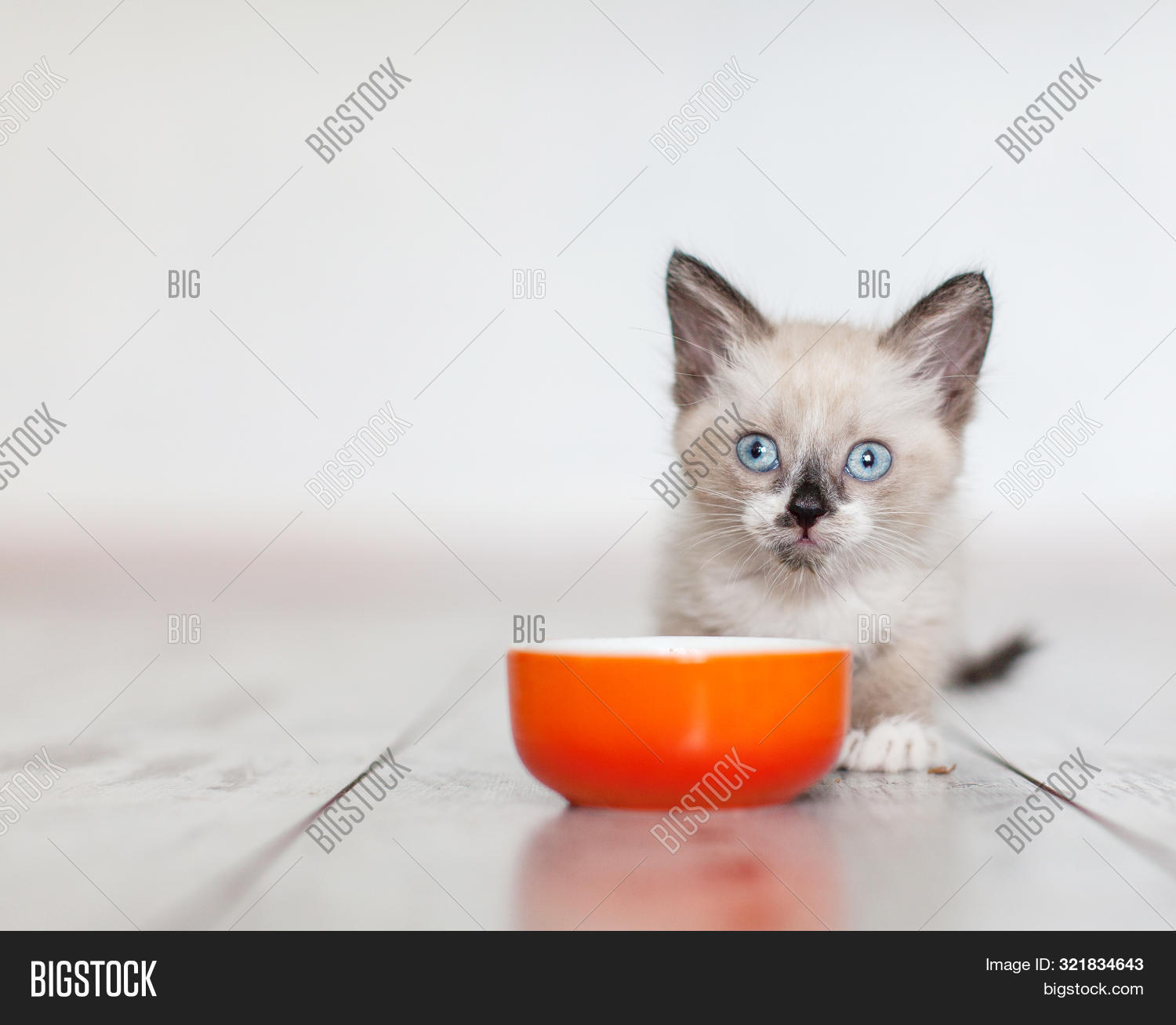 Kitten Eating Food Image & Photo (Free Trial) | Bigstock