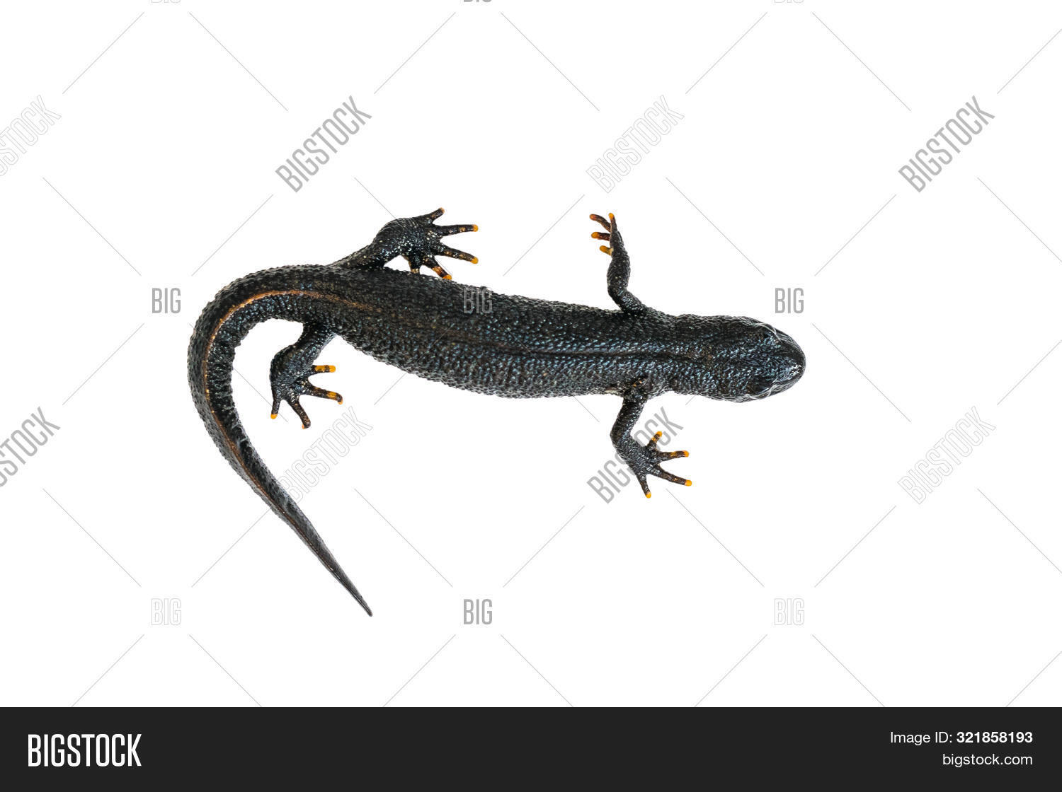 Black Newt Tail Tucked Image & Photo (Free Trial) | Bigstock