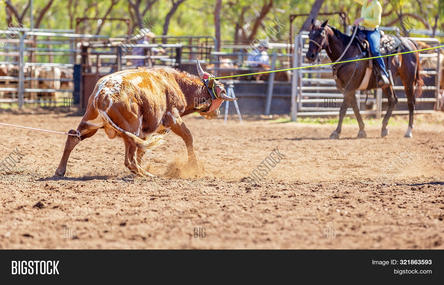 Running Calf Being Image & Photo (Free Trial) | Bigstock