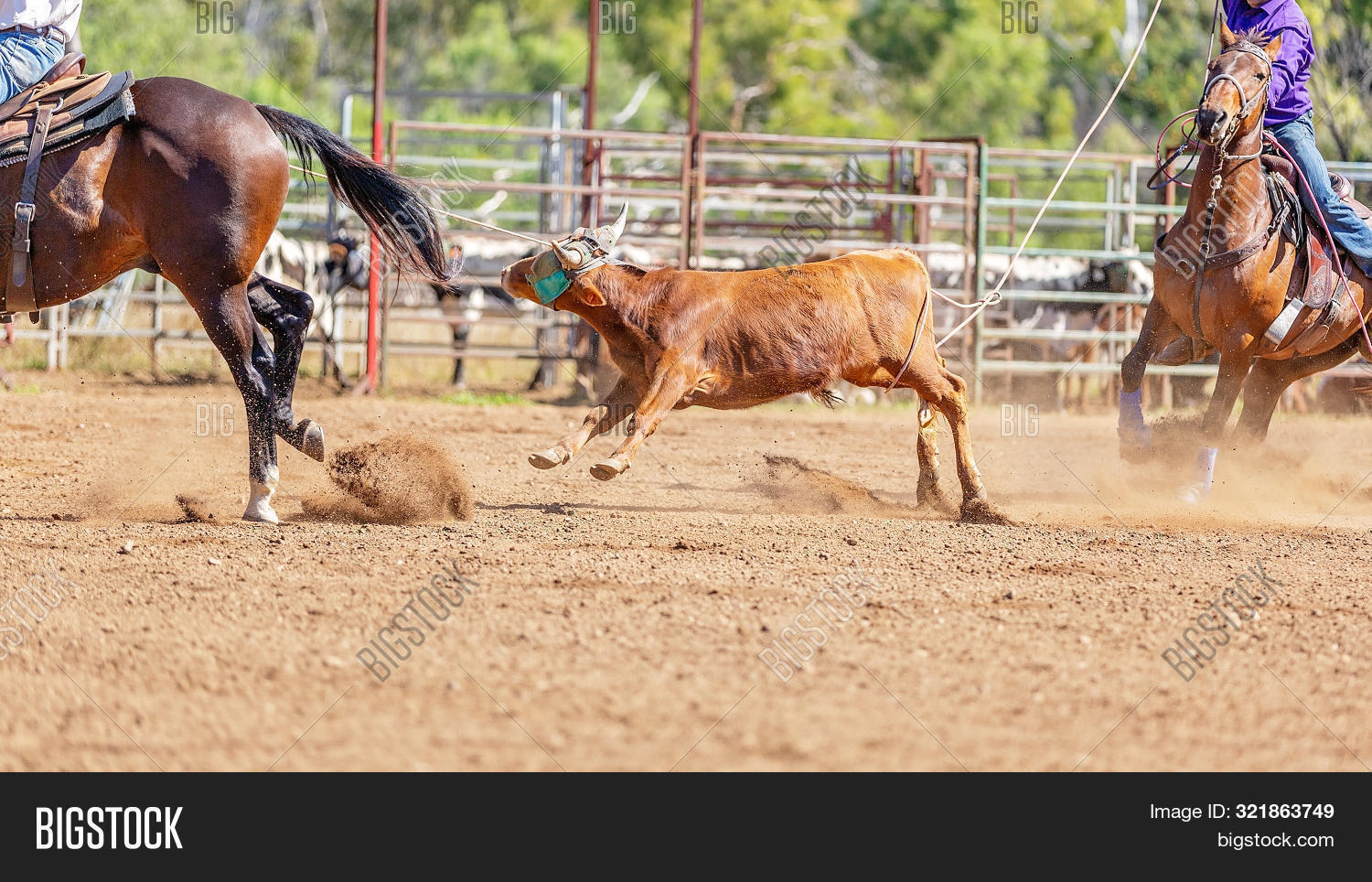 Running Calf Being Image & Photo (Free Trial) | Bigstock