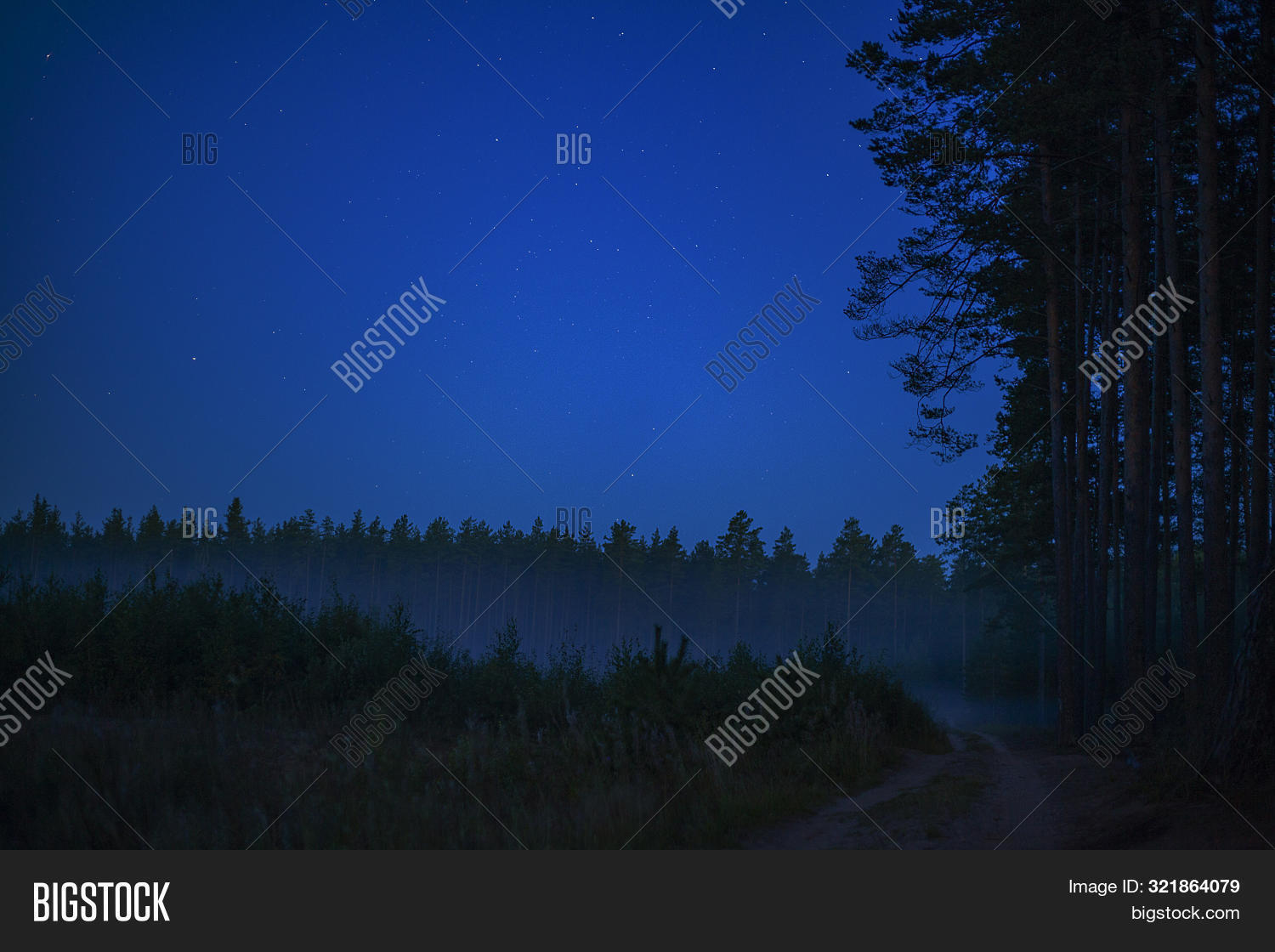 Night View Pine Forest Image & Photo (Free Trial) | Bigstock