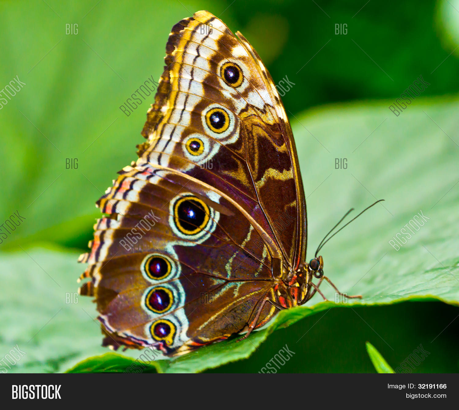 Giant Butterfly Image & Photo (Free Trial) | Bigstock