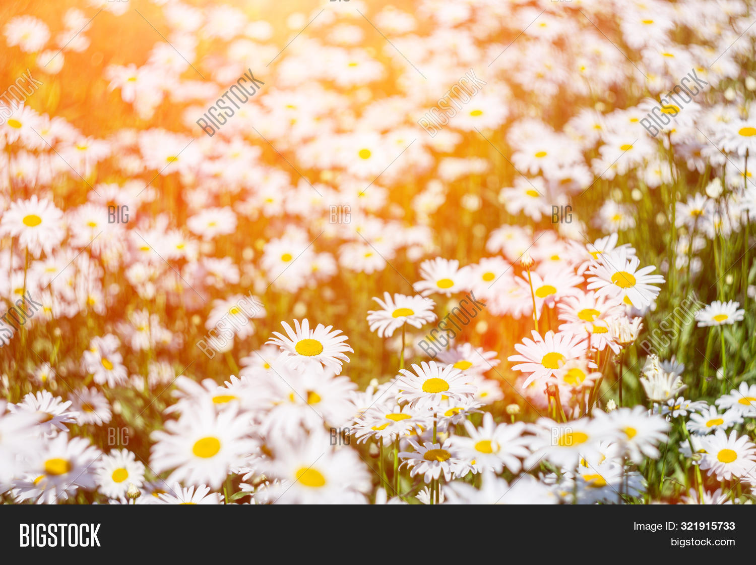 Chamomile Flower Field Image & Photo (Free Trial) | Bigstock