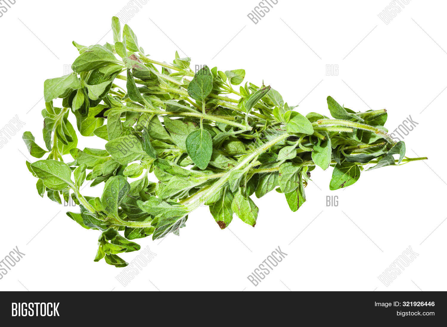 Bunch Fresh Oregano Image & Photo (Free Trial) | Bigstock