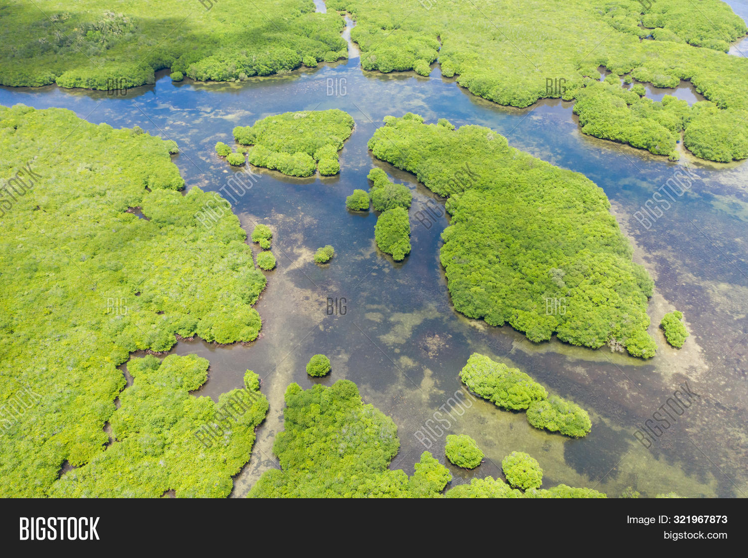 Mangrove Forests Image & Photo (Free Trial) | Bigstock
