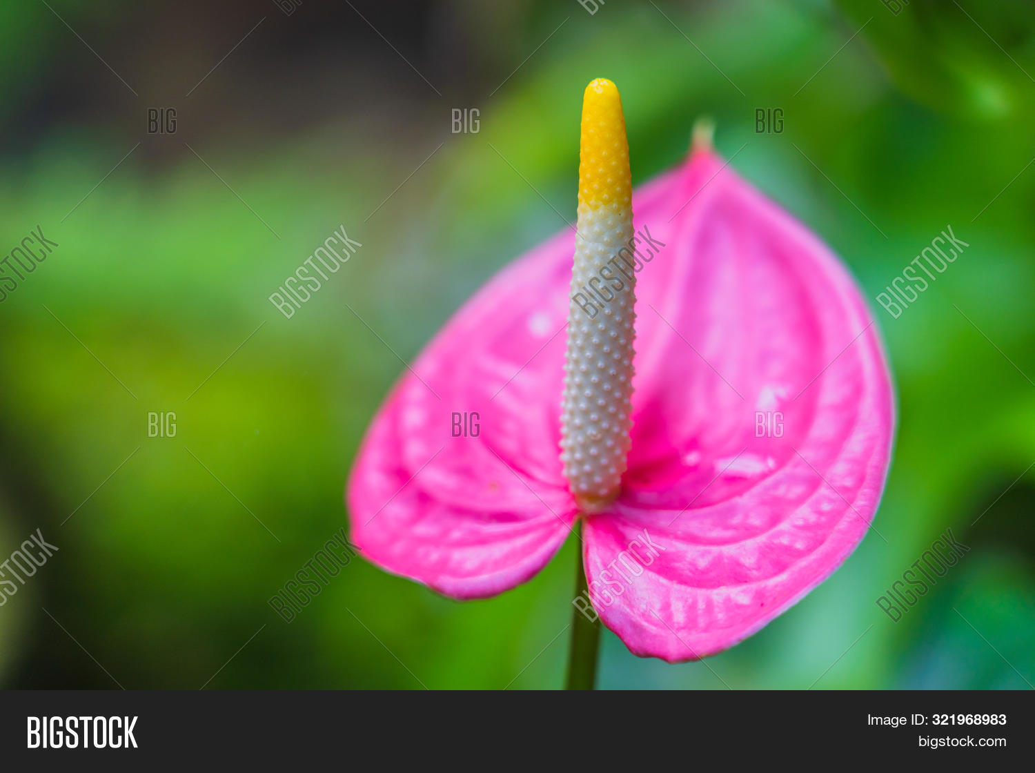 Pink Spadix Flower Image & Photo (Free Trial) | Bigstock