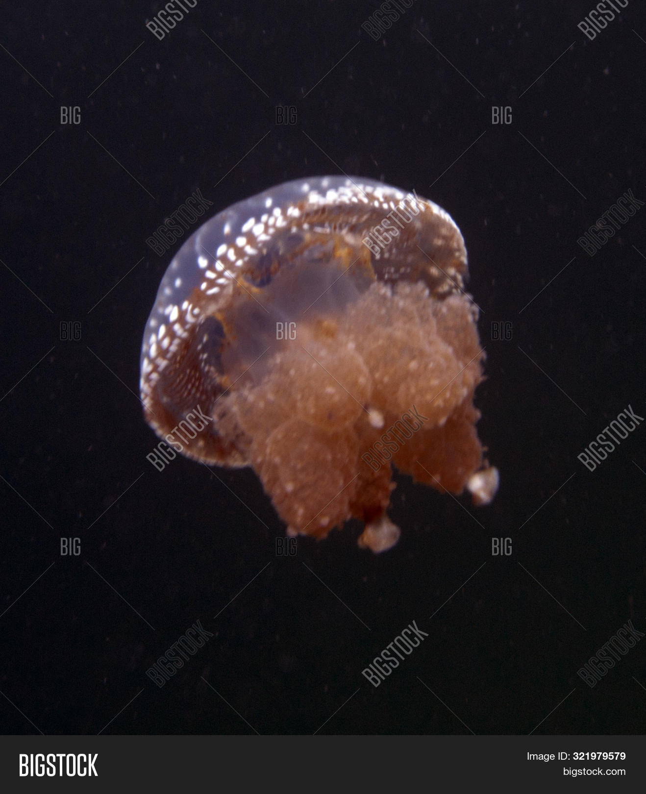 Jellyfish Close Image & Photo (Free Trial) | Bigstock