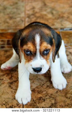 Angry Beagle Puppy. Image & Photo (Free Trial) | Bigstock