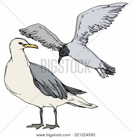 Sky Bird Seagull Vector & Photo (Free Trial) | Bigstock