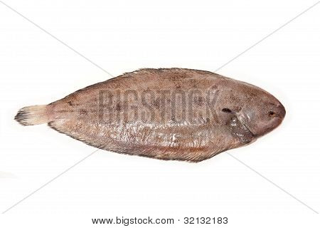 Dover Sole (Solea Image & Photo (Free Trial) | Bigstock