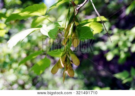 Paired Samaras Appear Image & Photo (Free Trial) | Bigstock