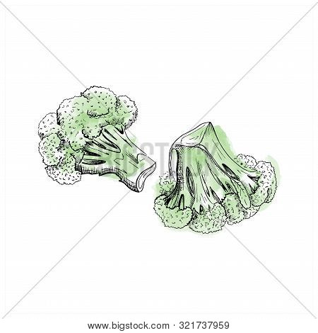 Broccoli Sketch. Hand Vector & Photo (Free Trial) | Bigstock
