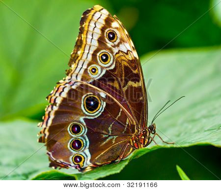 Giant Butterfly Image & Photo (Free Trial) | Bigstock