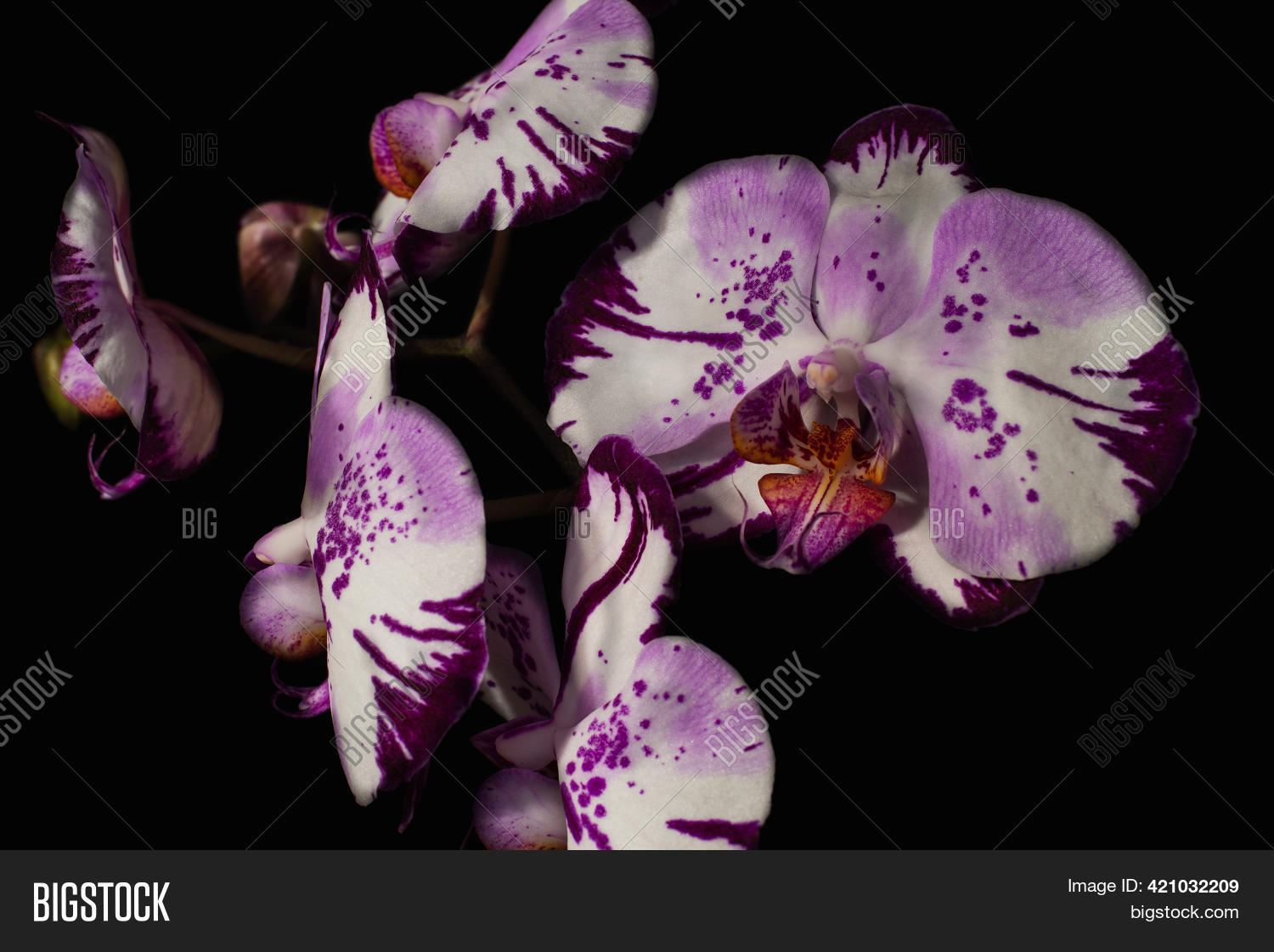 Variegated Orchid Image & Photo (Free Trial) | Bigstock