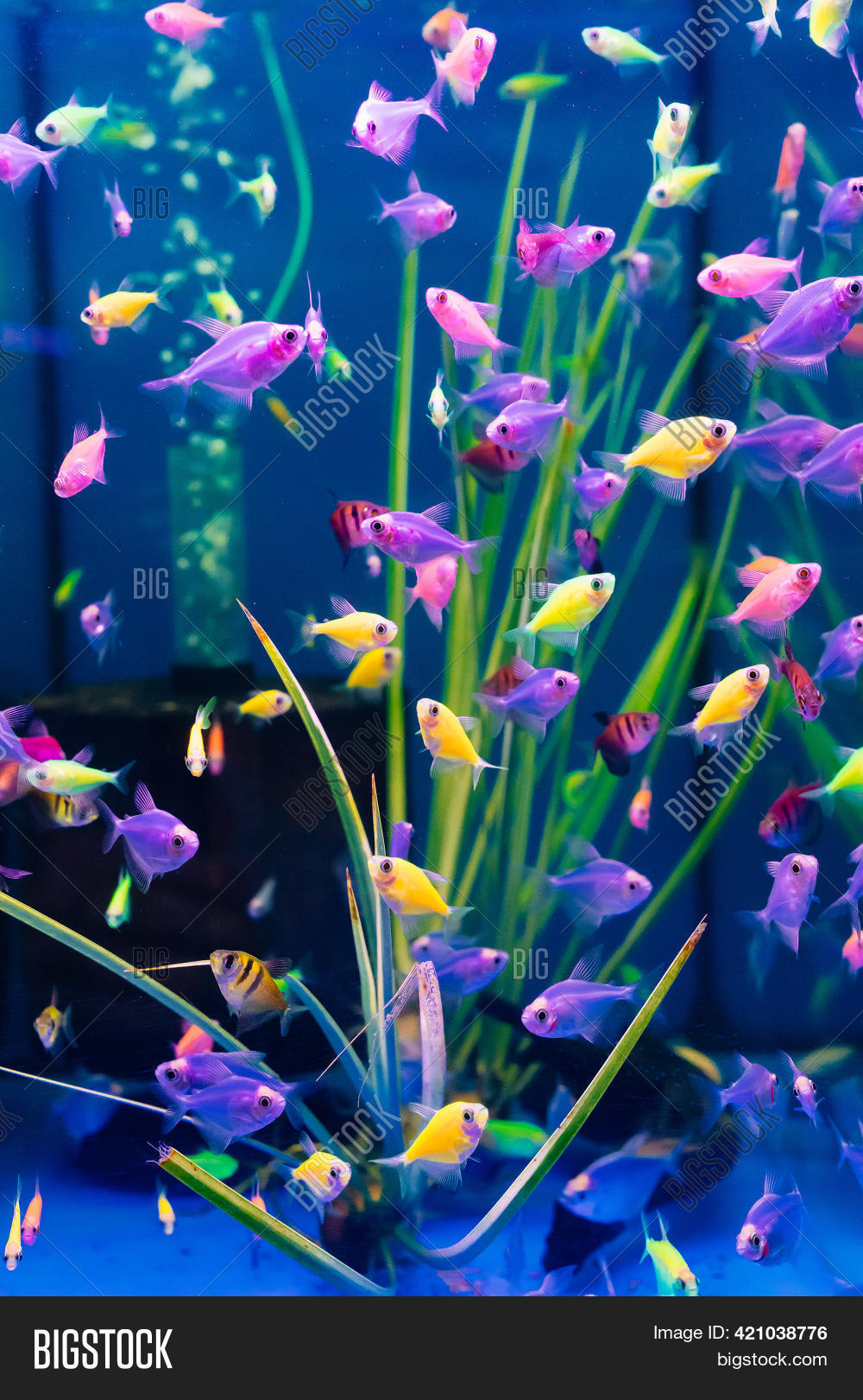 Glofish Multi-colored Image & Photo (Free Trial) | Bigstock