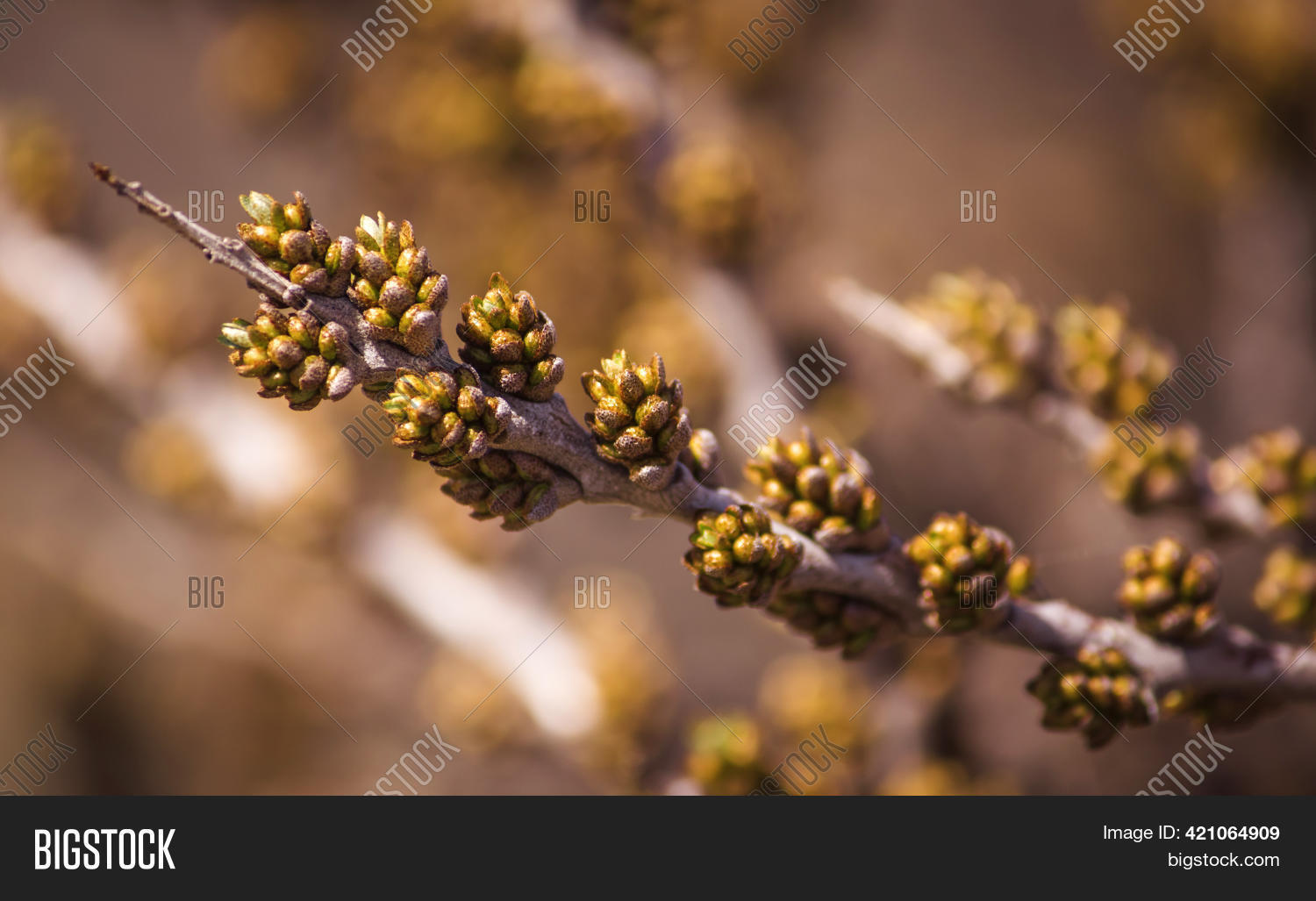 Blooming Leaves Image & Photo (Free Trial) | Bigstock