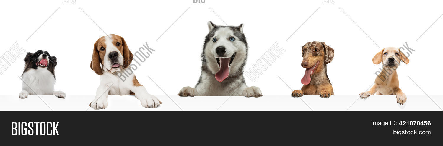 Group Five Different Image & Photo (Free Trial) | Bigstock