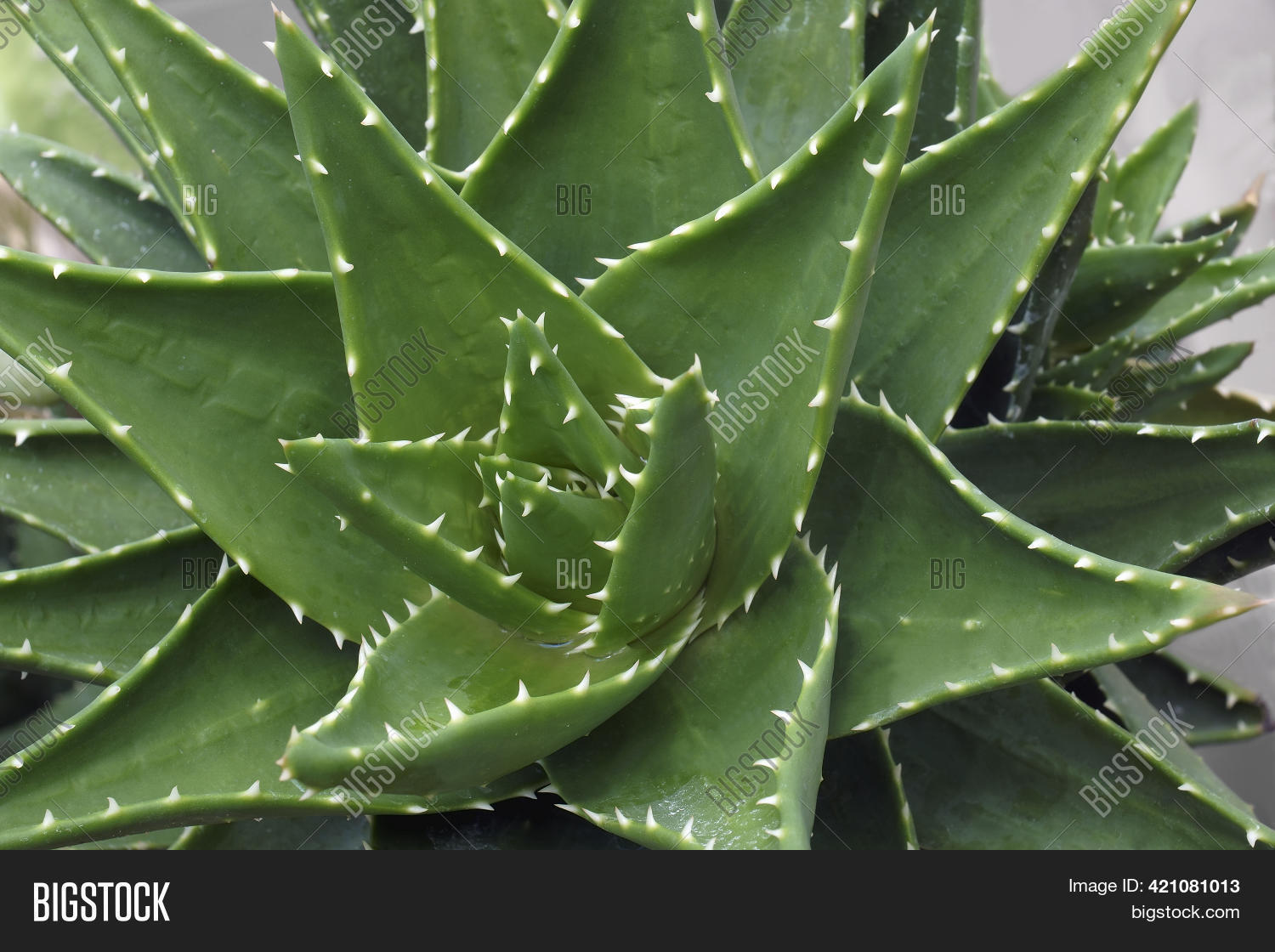 Golden Toothed Aloe ( Image & Photo (Free Trial) | Bigstock