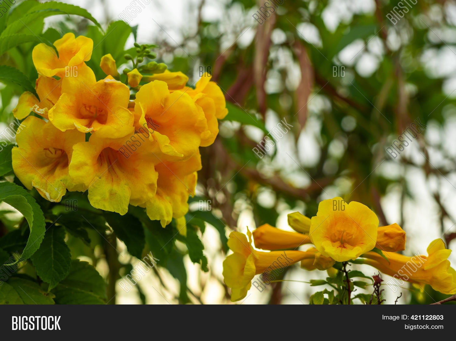 Yellow Elder, Image & Photo (Free Trial) | Bigstock