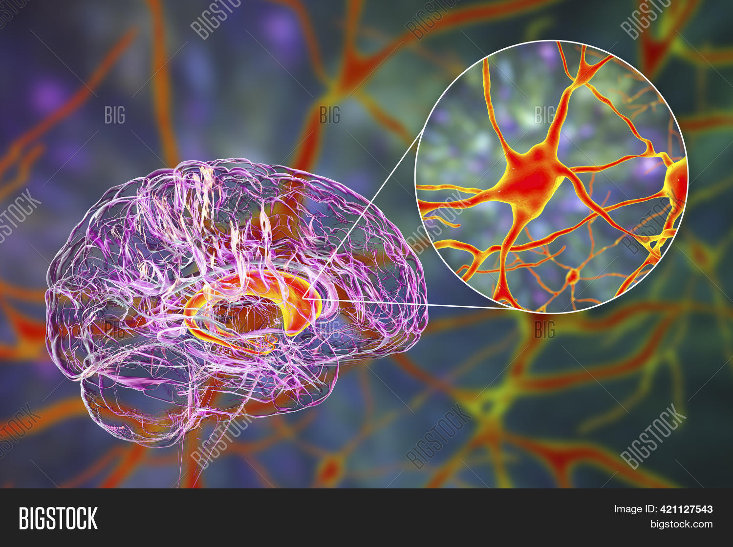 Caudate Nuclei Human Image & Photo (Free Trial) | Bigstock
