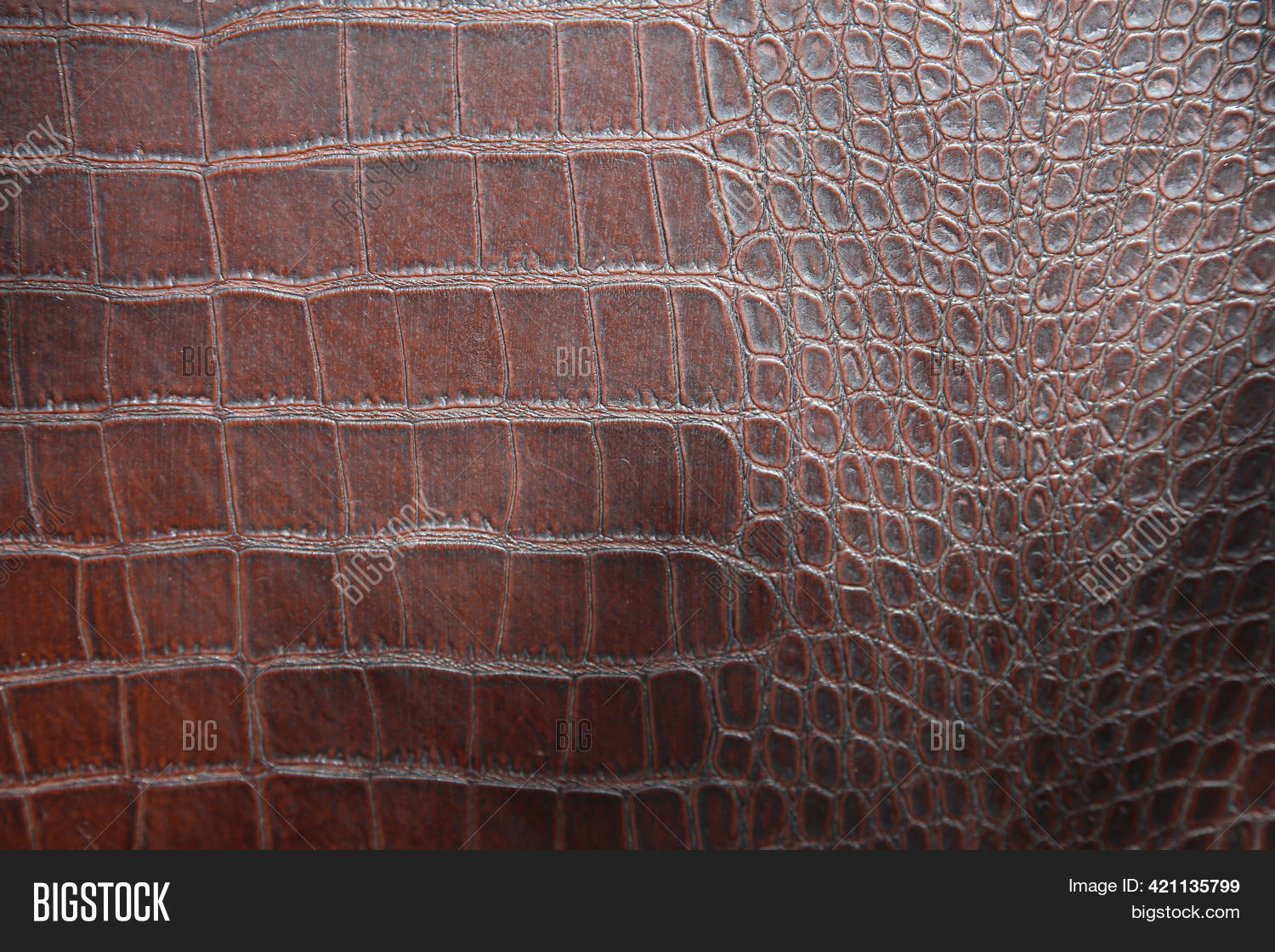 Alligator Skin. Image & Photo (Free Trial) | Bigstock