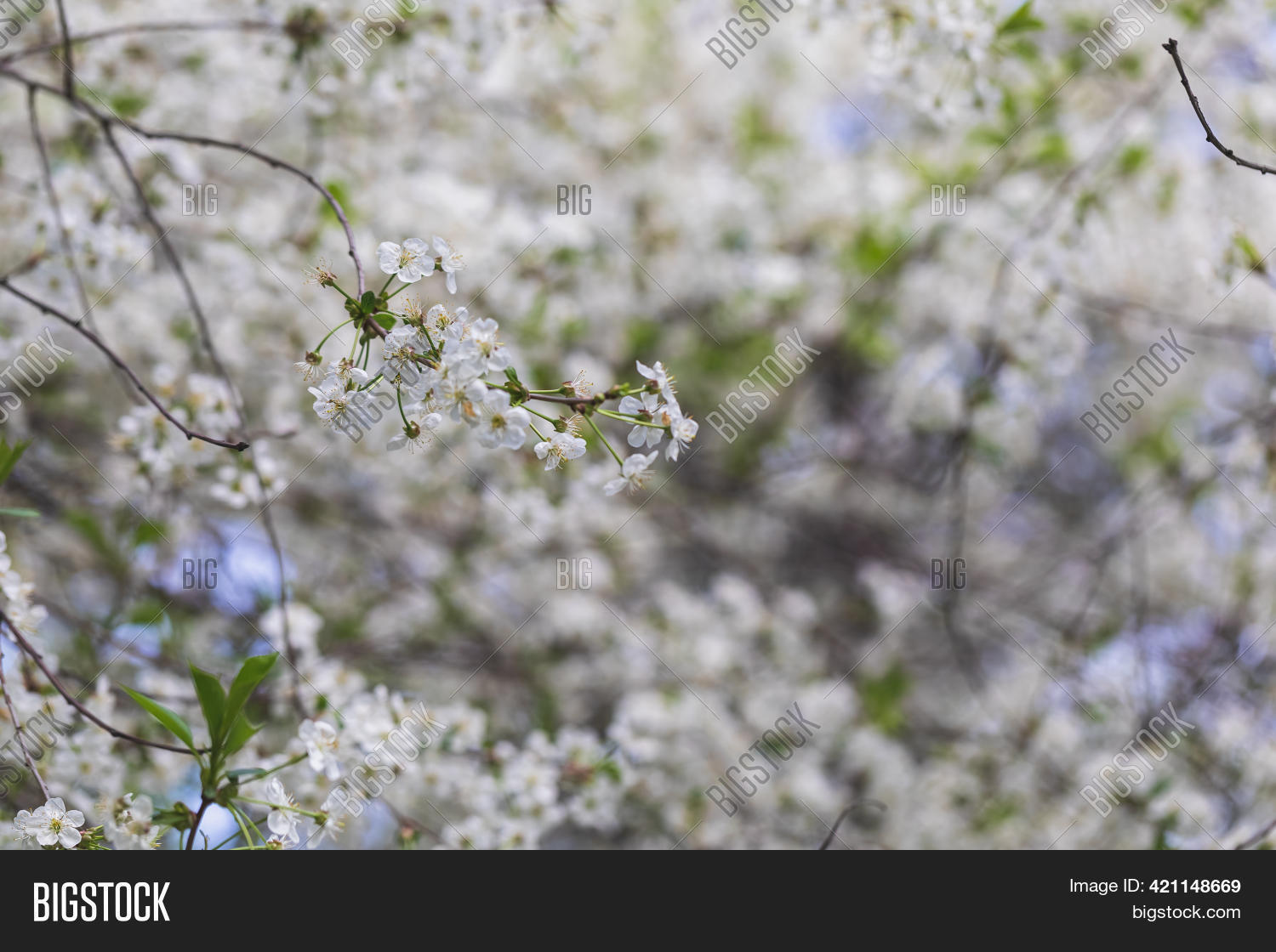 Rich Cherry Tree Image & Photo (Free Trial) | Bigstock