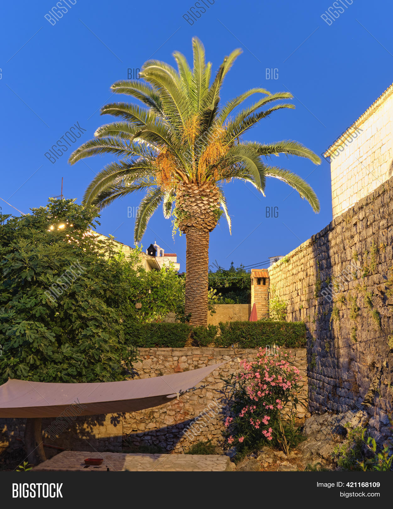 Single Palm Tree Back Image & Photo (Free Trial) | Bigstock