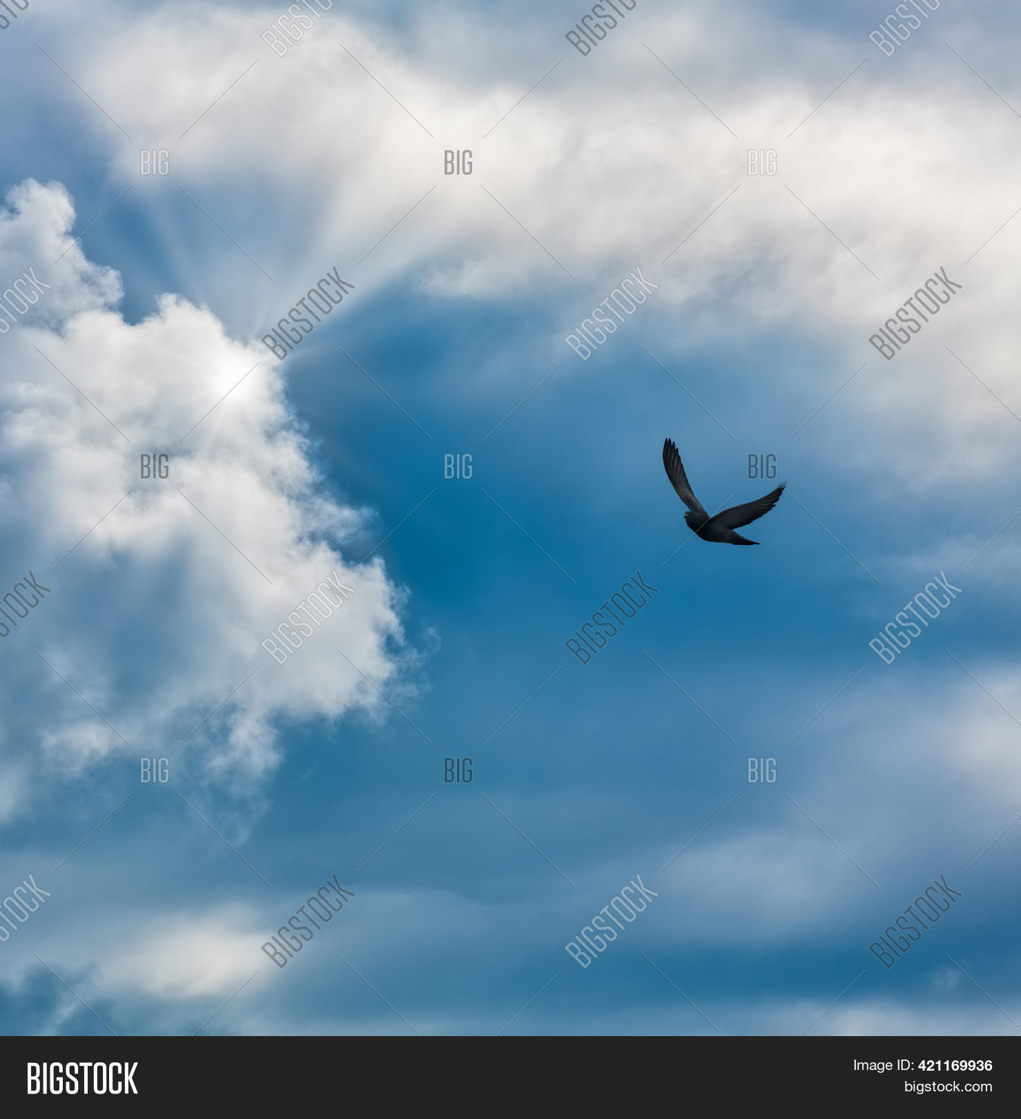 Single Bird Flying Image & Photo (Free Trial) | Bigstock