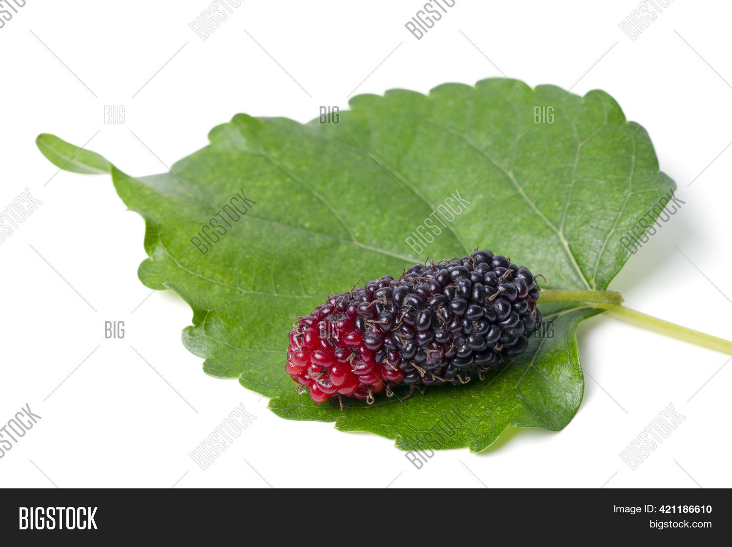 Isolated Mulberry. Image & Photo (Free Trial) | Bigstock