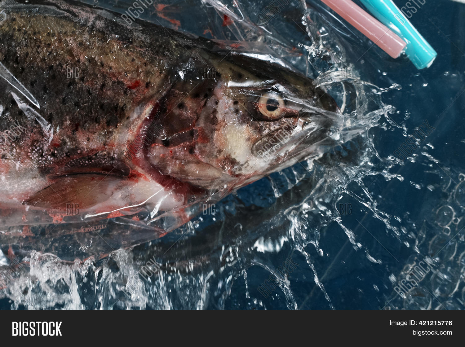 Falling Sea Fish Image & Photo (Free Trial) | Bigstock