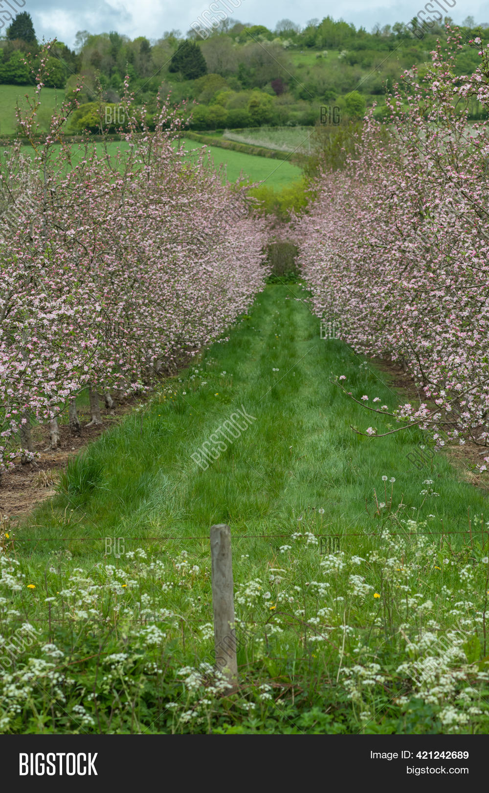 Two Rows Apple Trees Image & Photo (Free Trial) | Bigstock