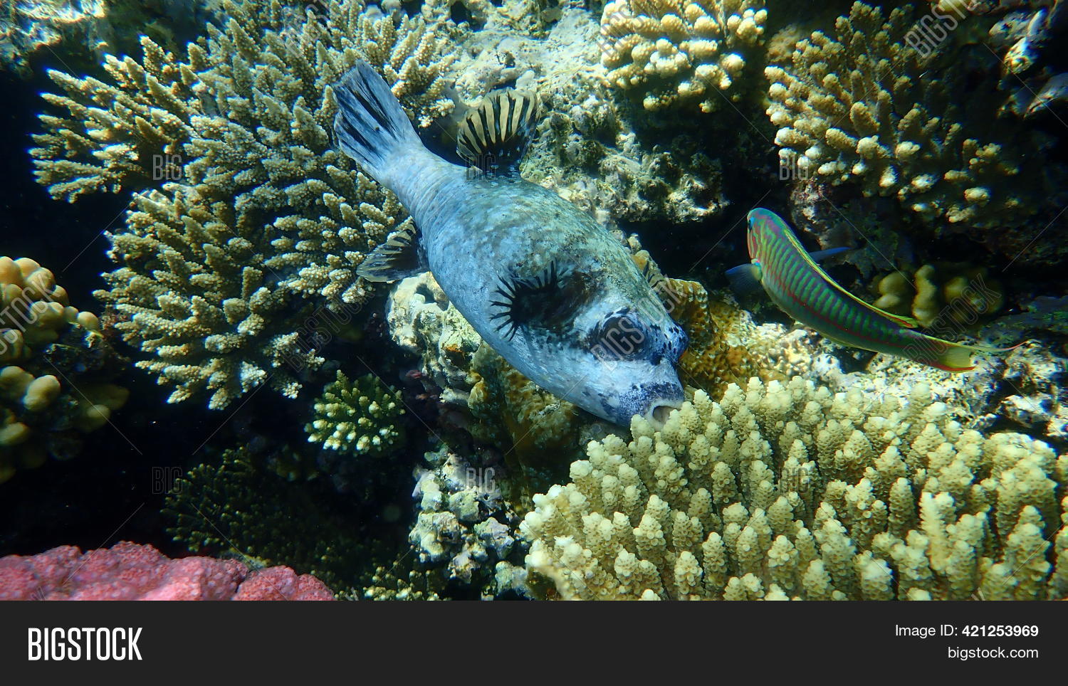 Masked Puffer ( Image & Photo (Free Trial) | Bigstock