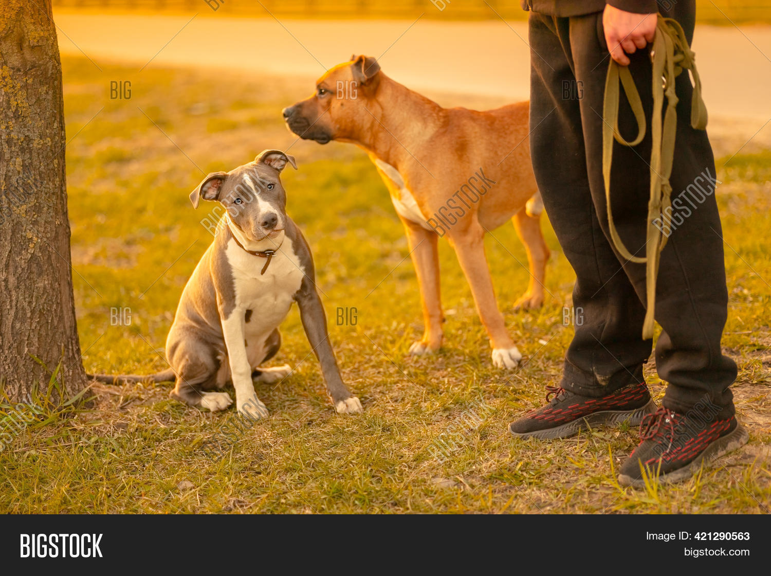 Two Dogs Mixed Breed Image & Photo (Free Trial) | Bigstock