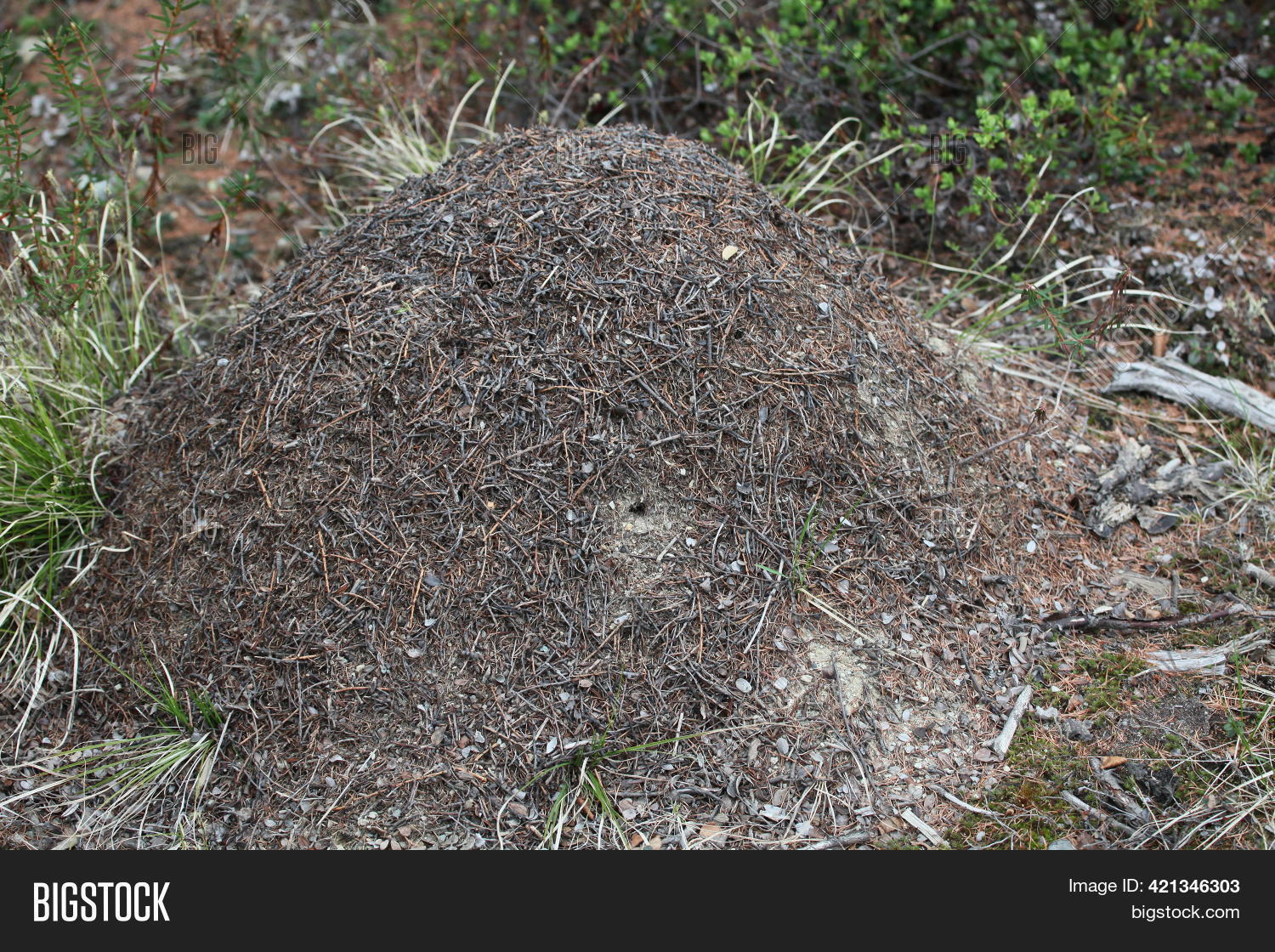 Ant Hill- House Built Image & Photo (Free Trial) | Bigstock