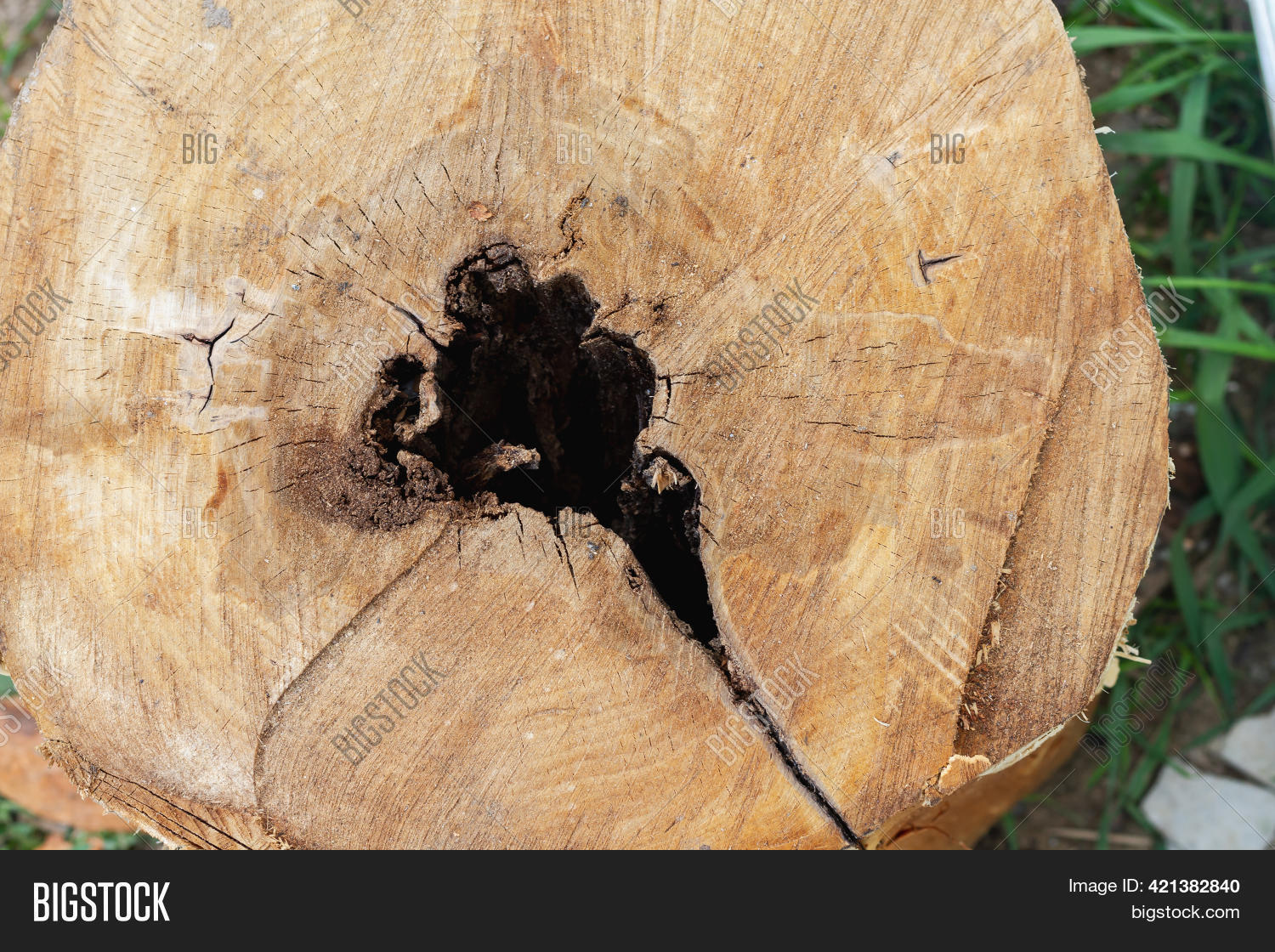 Tree Stump Rotten Core Image & Photo (Free Trial) | Bigstock