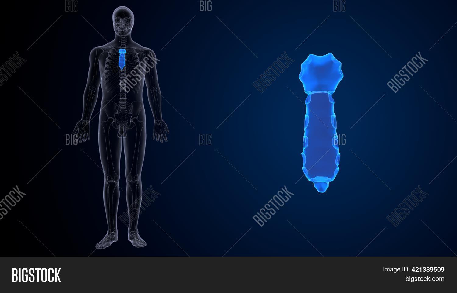 Human Skeleton Sternum Image & Photo (Free Trial) | Bigstock
