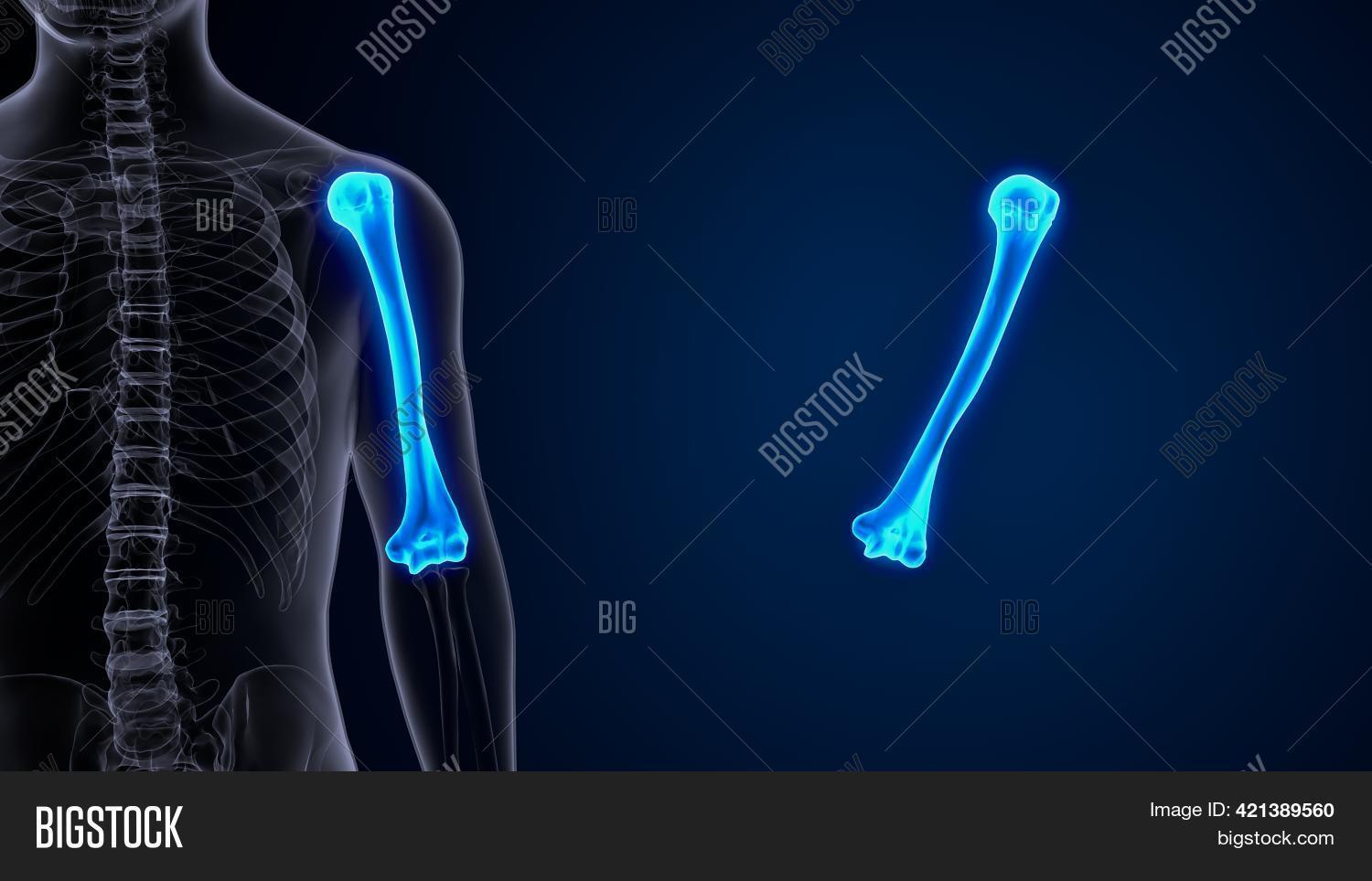 Human Skeleton Anatomy Image & Photo (Free Trial) | Bigstock