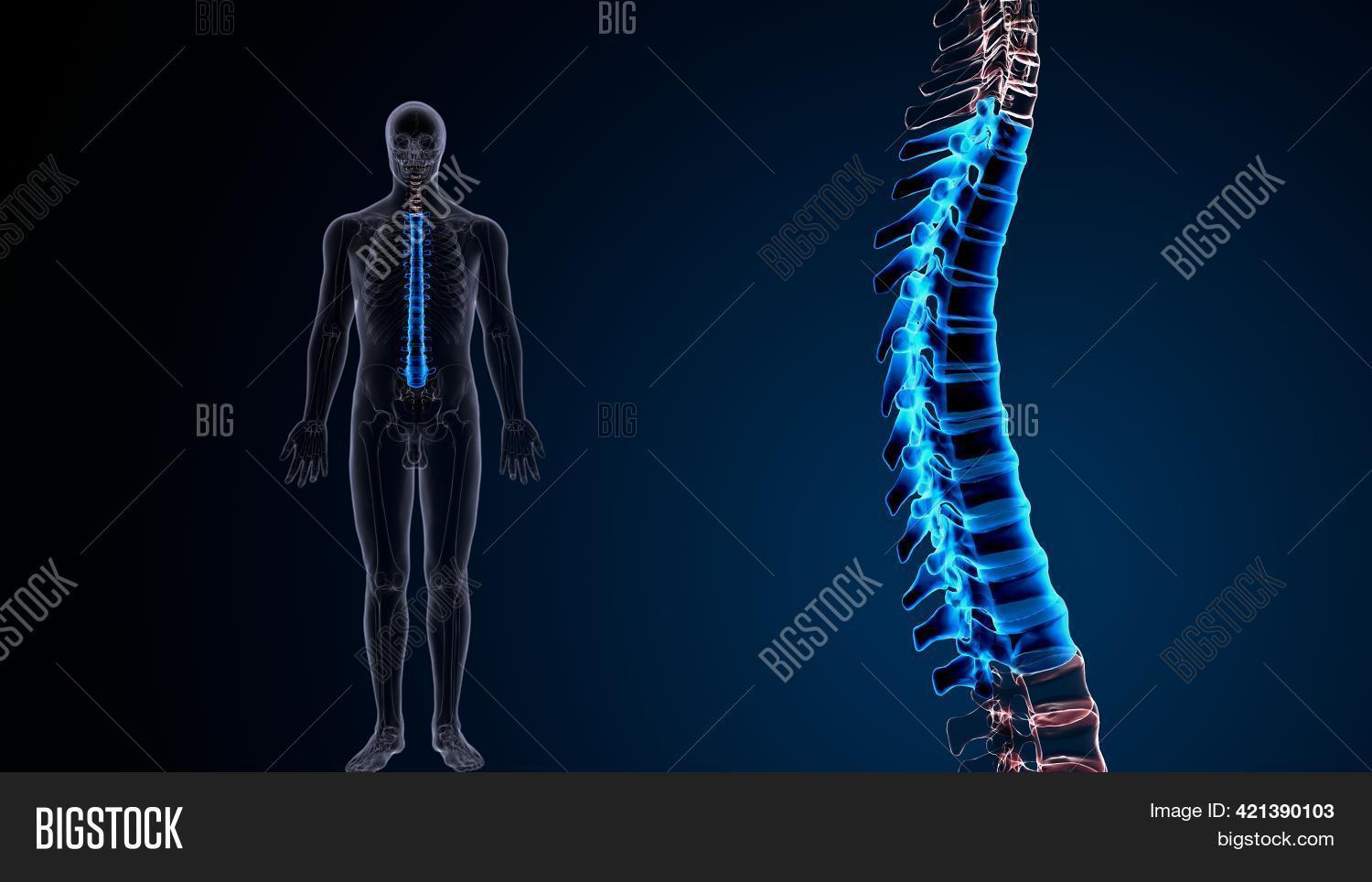 3d Render Human Image & Photo (Free Trial) | Bigstock