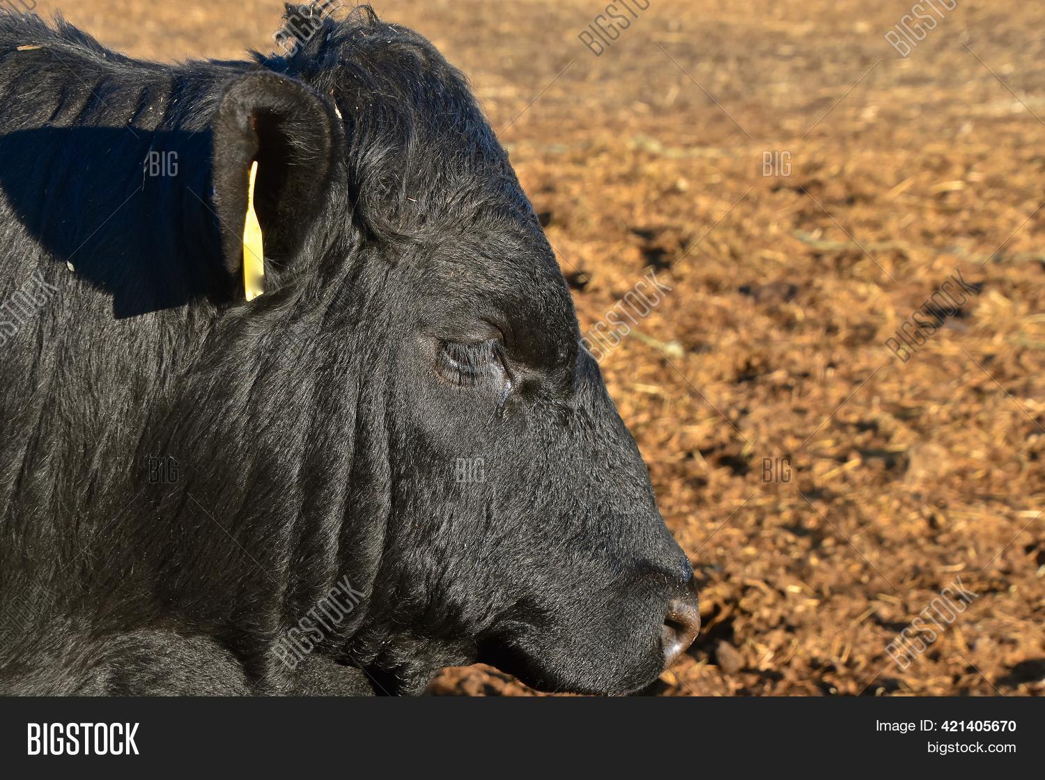 Bull Head Profile
