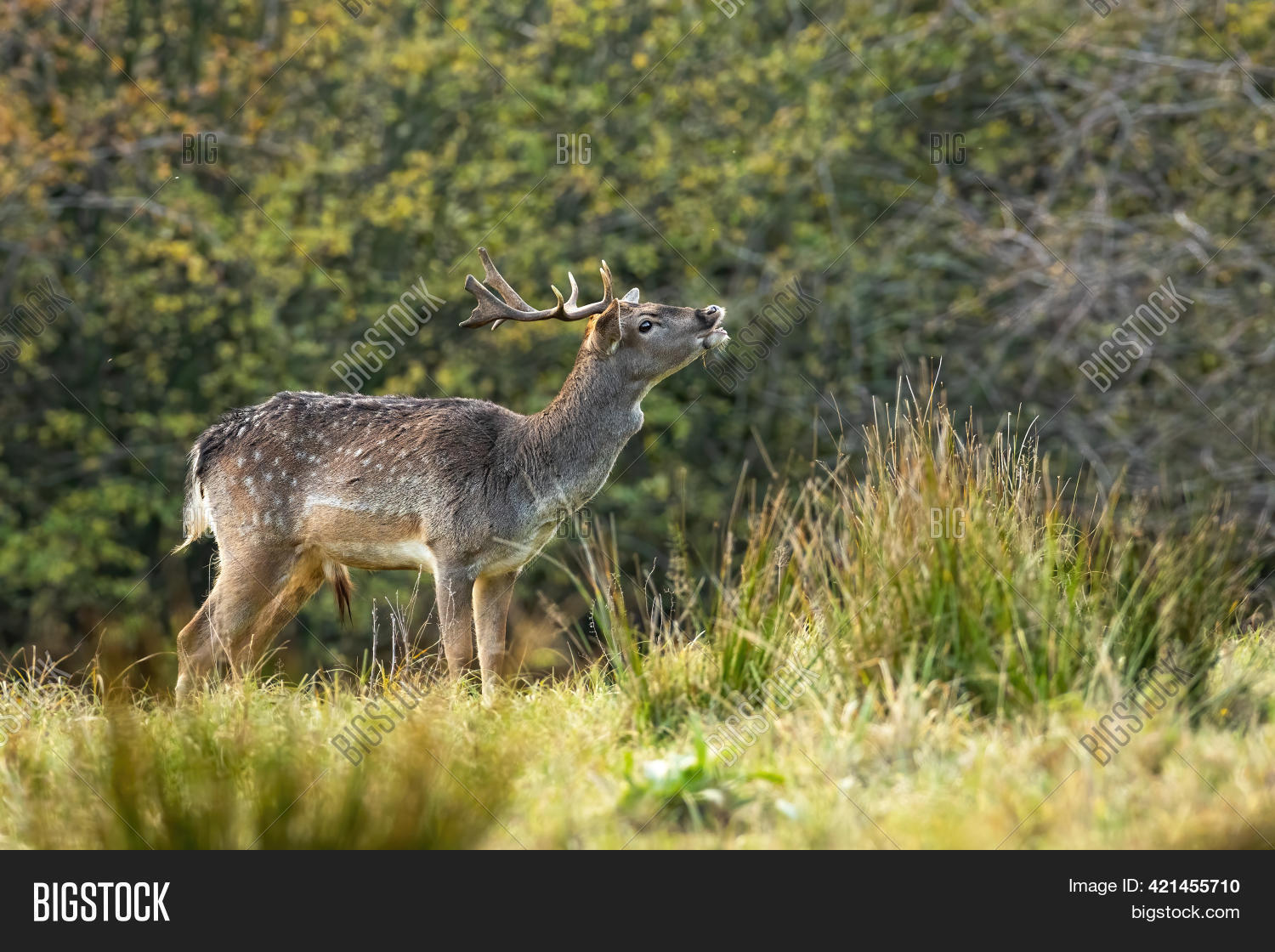 Spotted Male Fallow Image & Photo (Free Trial) | Bigstock