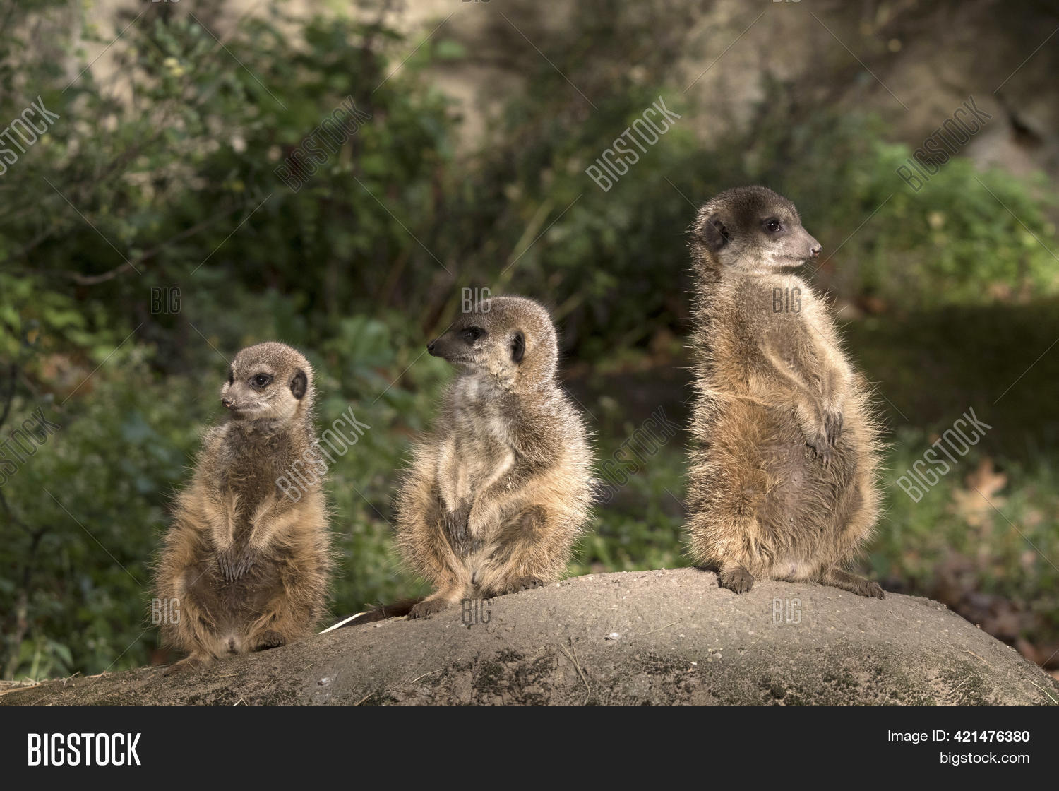 Group Three Meerkats Image & Photo (Free Trial) | Bigstock
