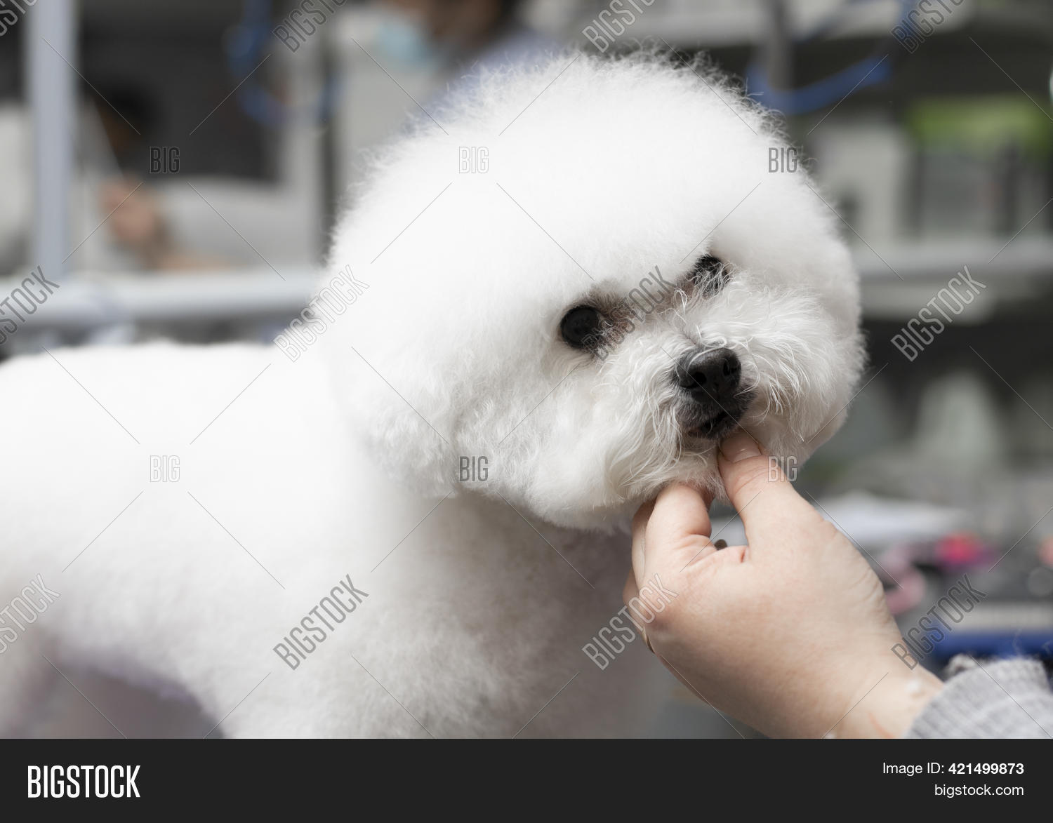 Bichon Frise Grooming Image & Photo (Free Trial) | Bigstock