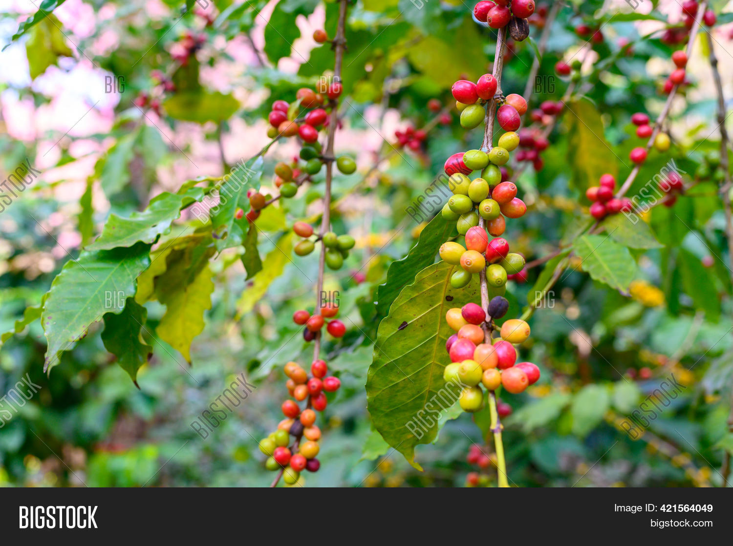Close Coffee Seed Image & Photo (Free Trial) | Bigstock